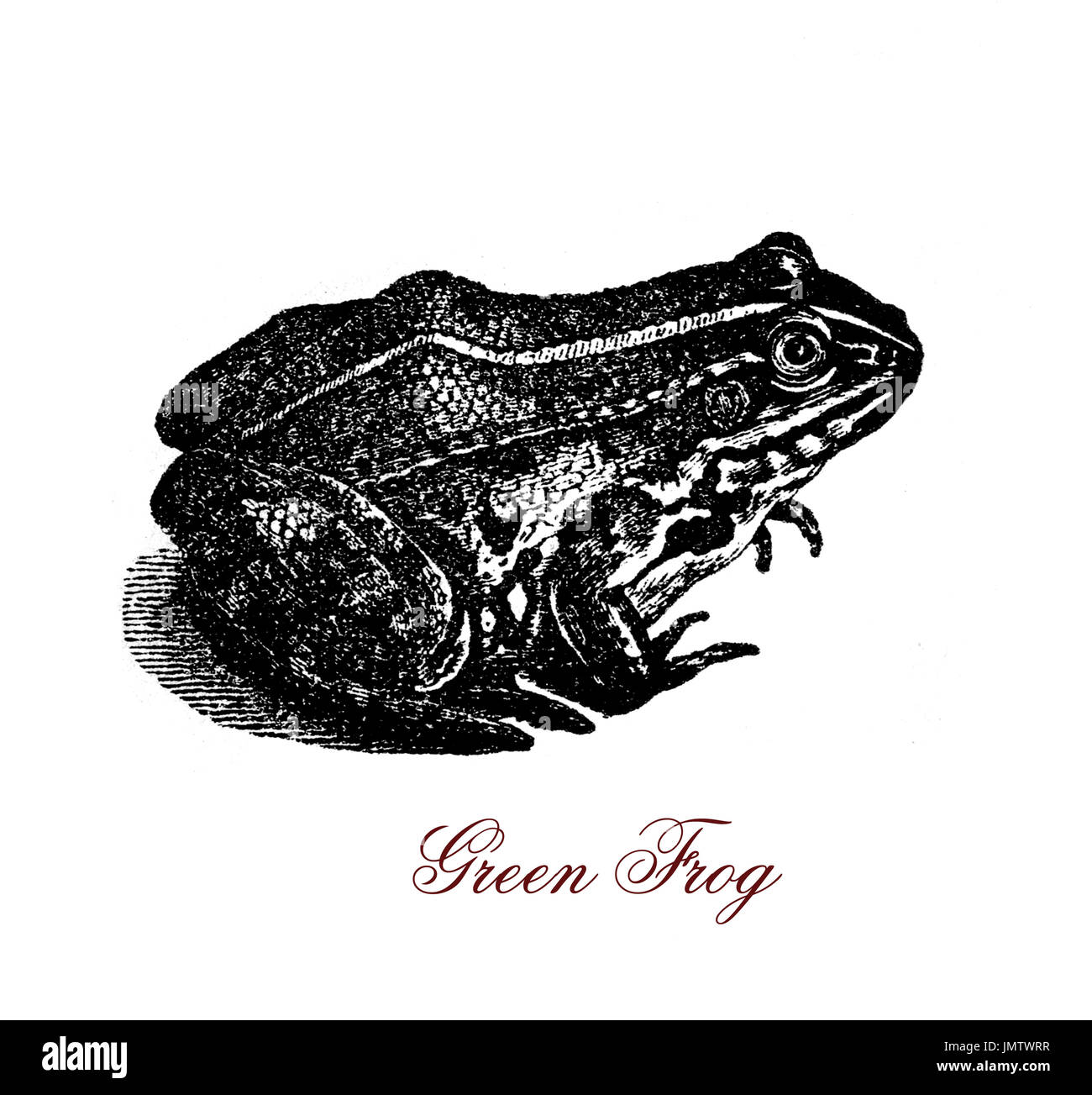 Engraving of tree frog Cut Out Stock Images & Pictures - Alamy