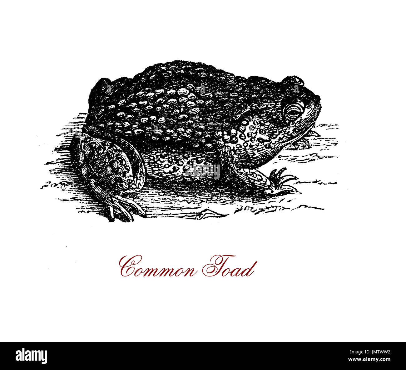 Toad drawing hi-res stock photography and images - Alamy