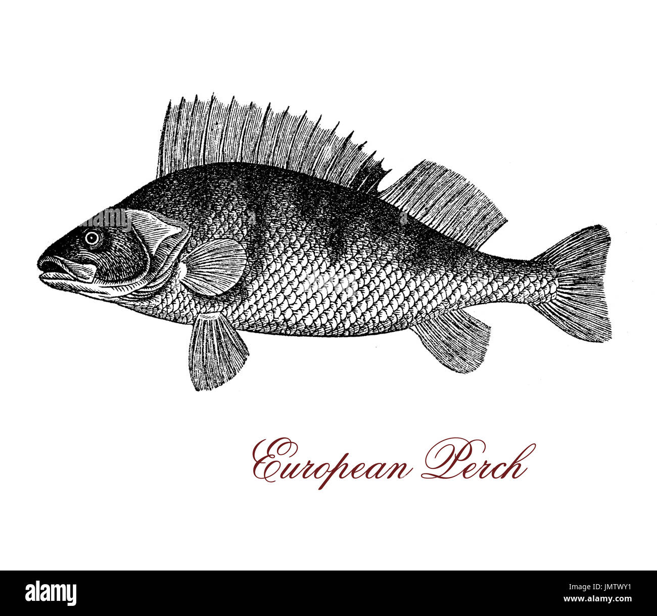 Dorsal bars hi-res stock photography and images - Alamy