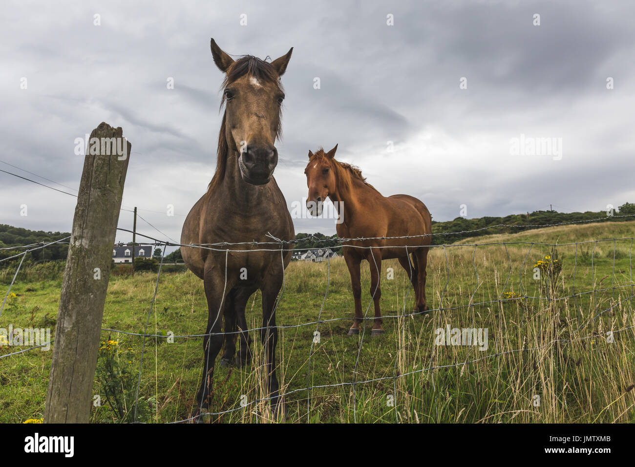 Horse connemara pony stallion hi-res stock photography and images - Alamy