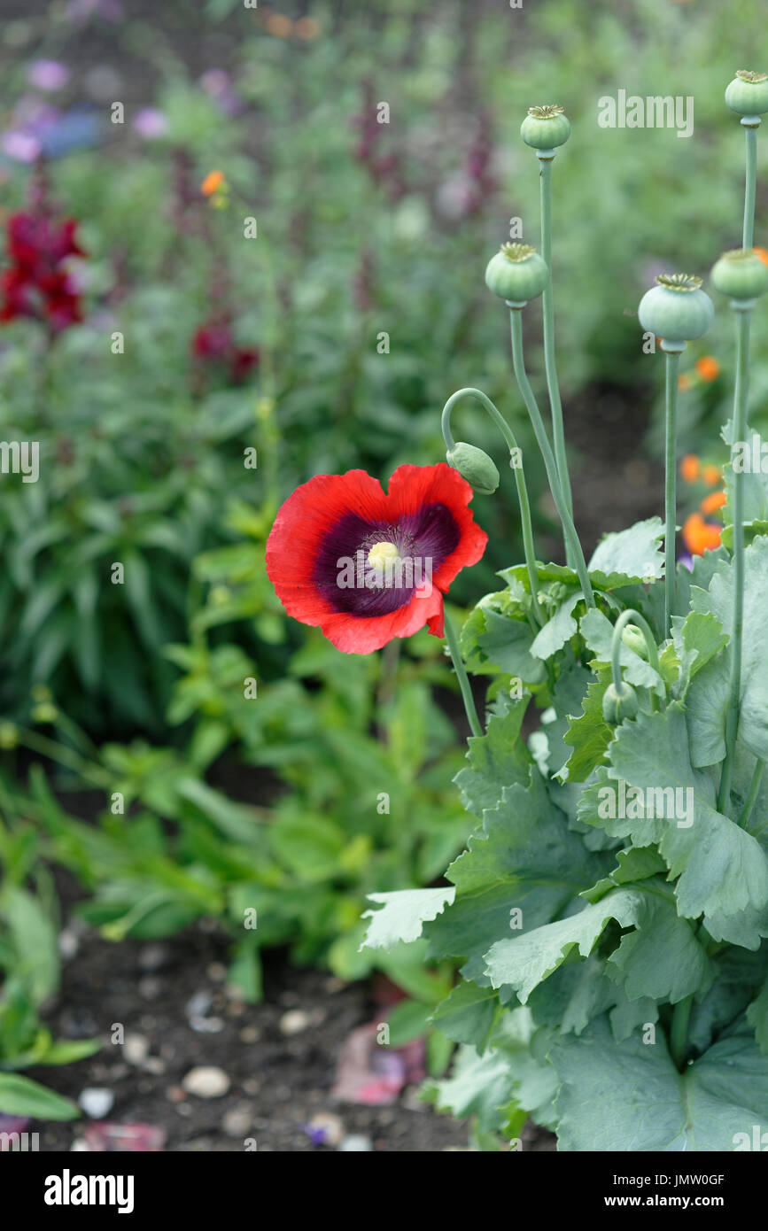 Orientale Papaver Seed High Resolution Stock Photography and Images - Alamy