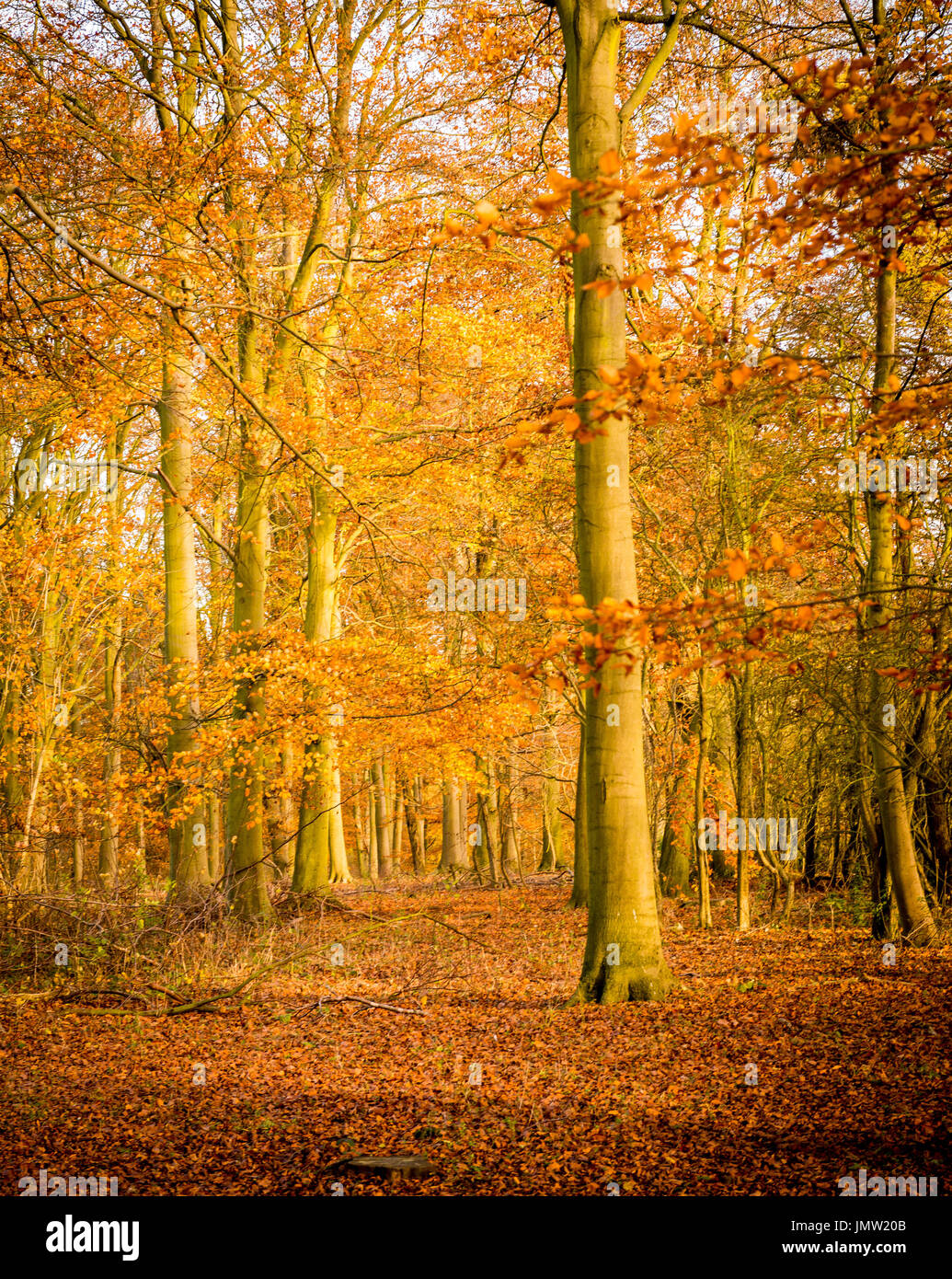 Glorious autumn colours shining bright in a piece of British woodland ...