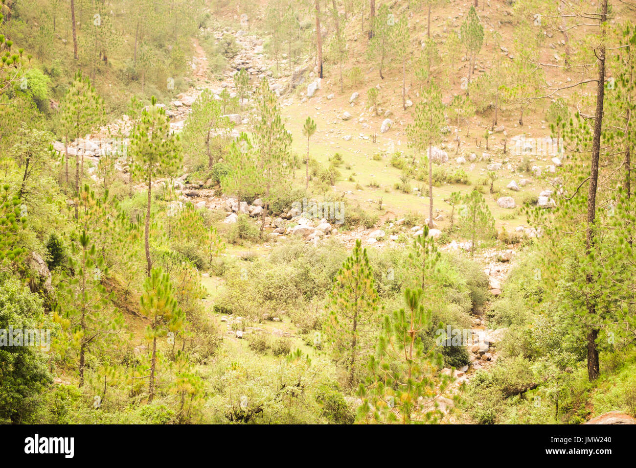 dry river in a forest Stock Photo - Alamy