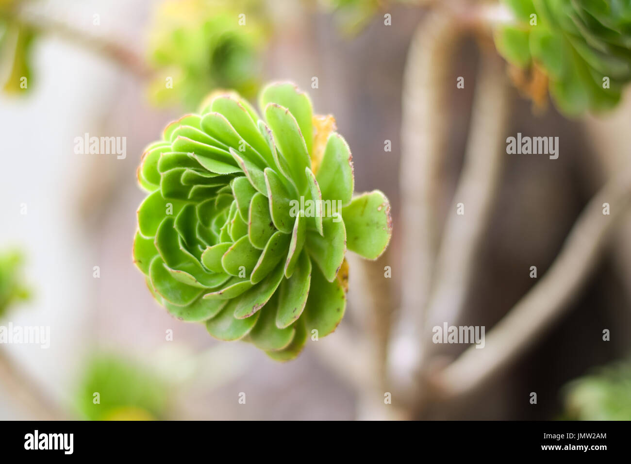 Rose cactus hi-res stock photography and images - Alamy