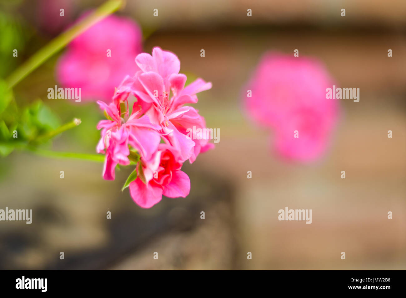 Nature background wonderful pink hi-res stock photography and images ...