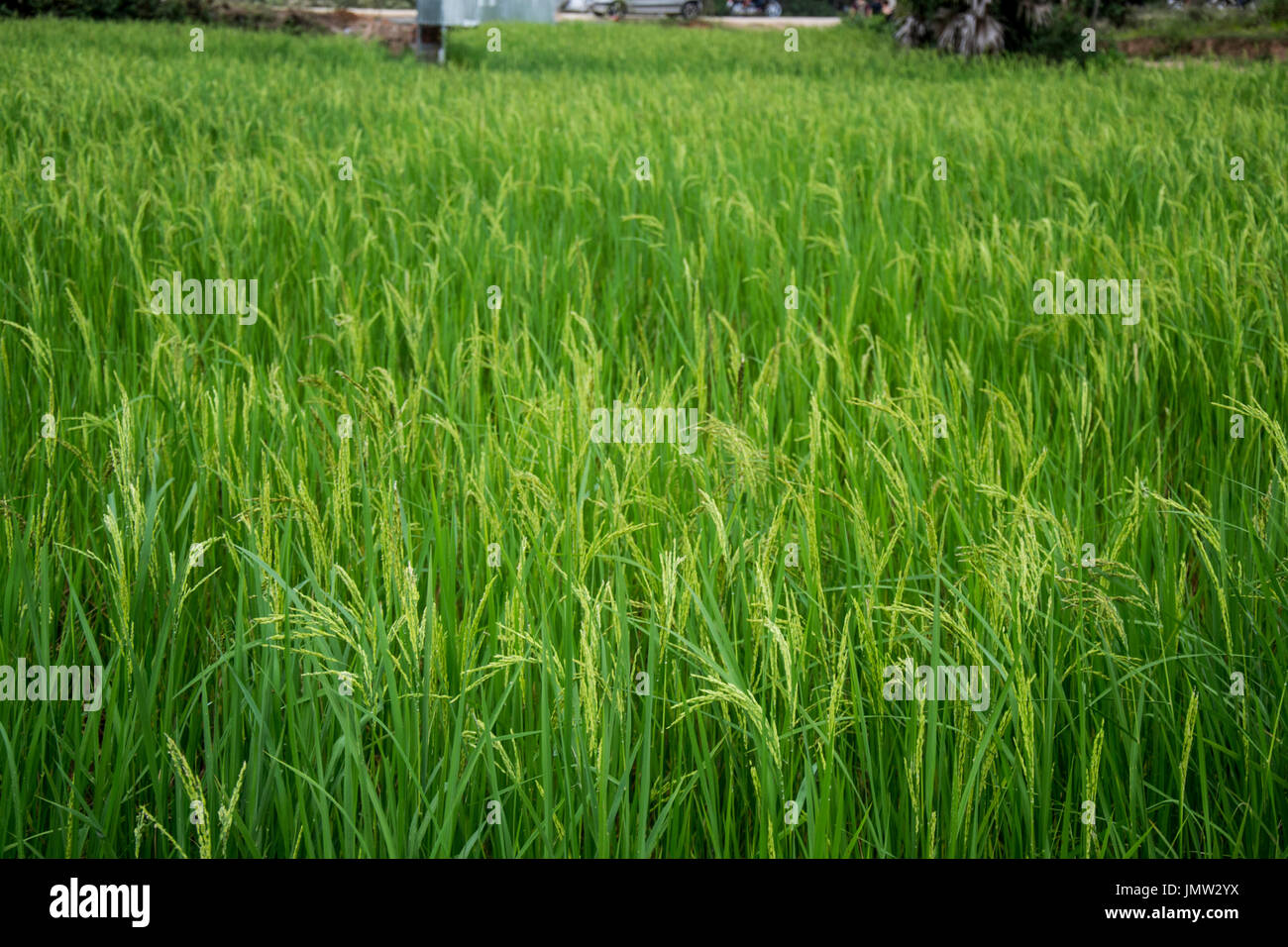 The rice field Stock Photo - Alamy