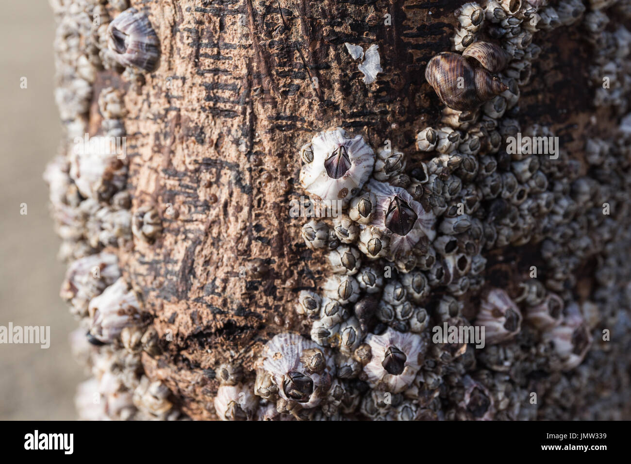 Saltwater barnacles hi-res stock photography and images - Alamy