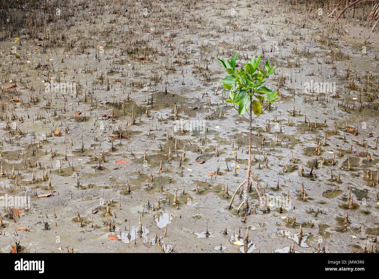 New mangrove tree stand on muddy soil Stock Photo - Alamy