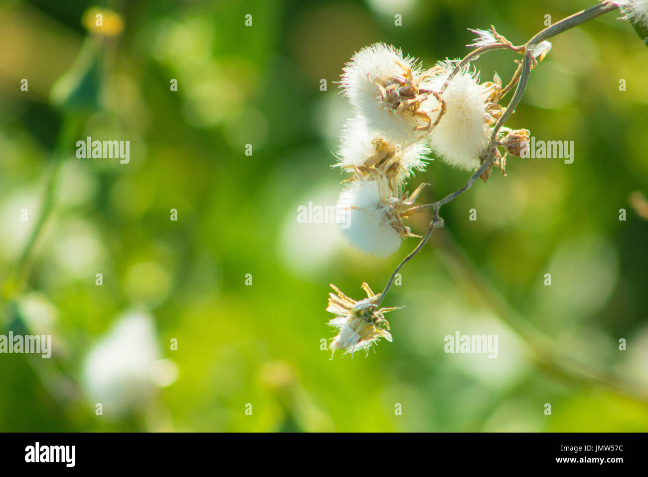 Beautiful Spring Flowers Blooming under the Sun, Different Types of ...