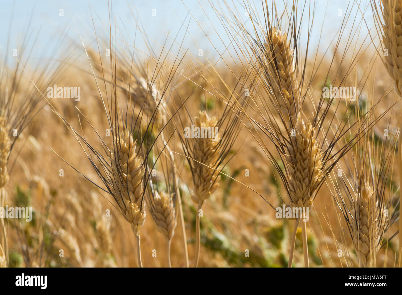 Yellow wheat grain ready for harvest growing in a farm field, Italy ...