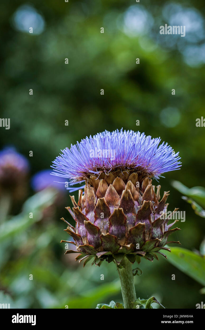Cardone hi-res stock photography and images - Alamy