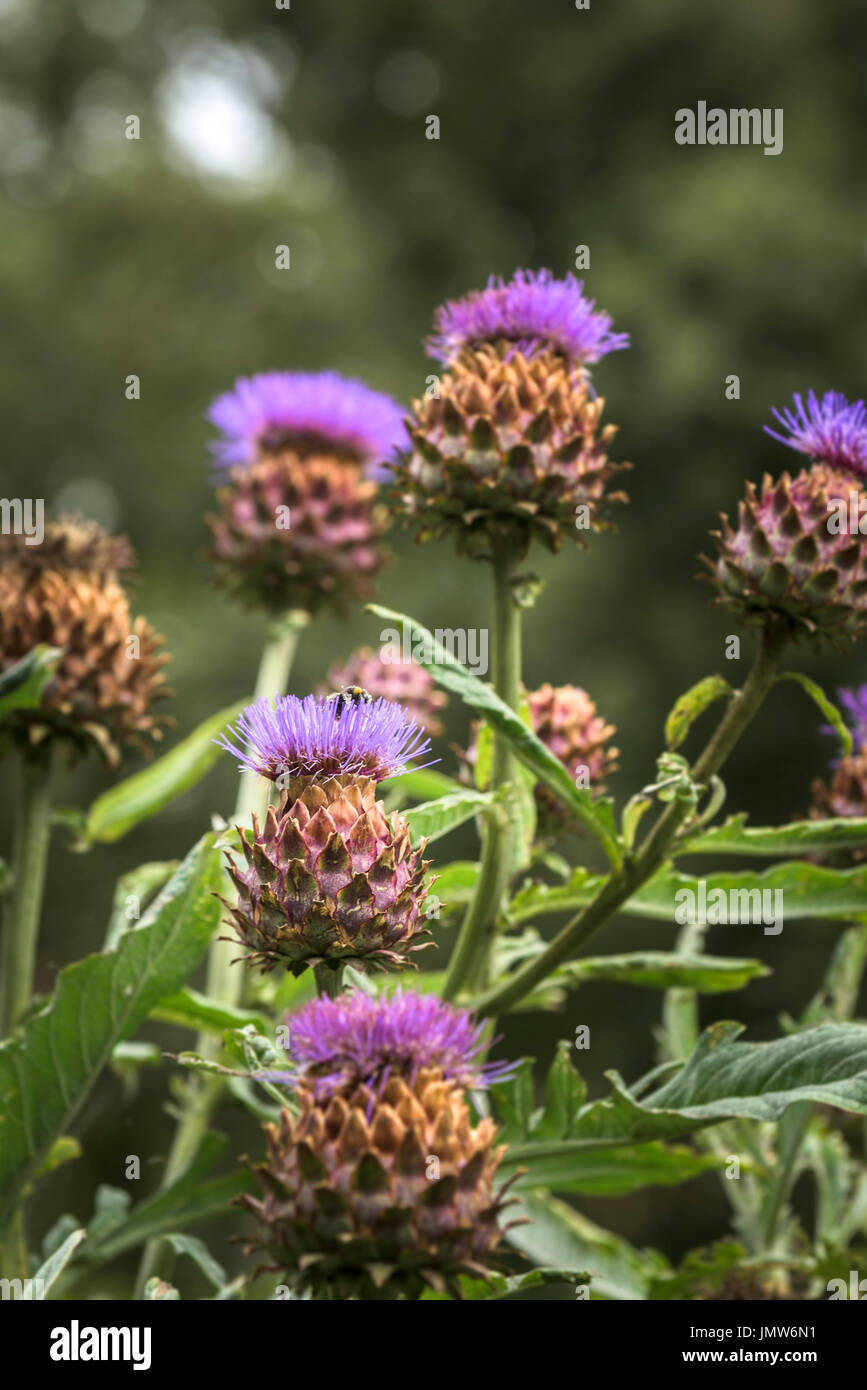 Cardoni hi-res stock photography and images - Alamy