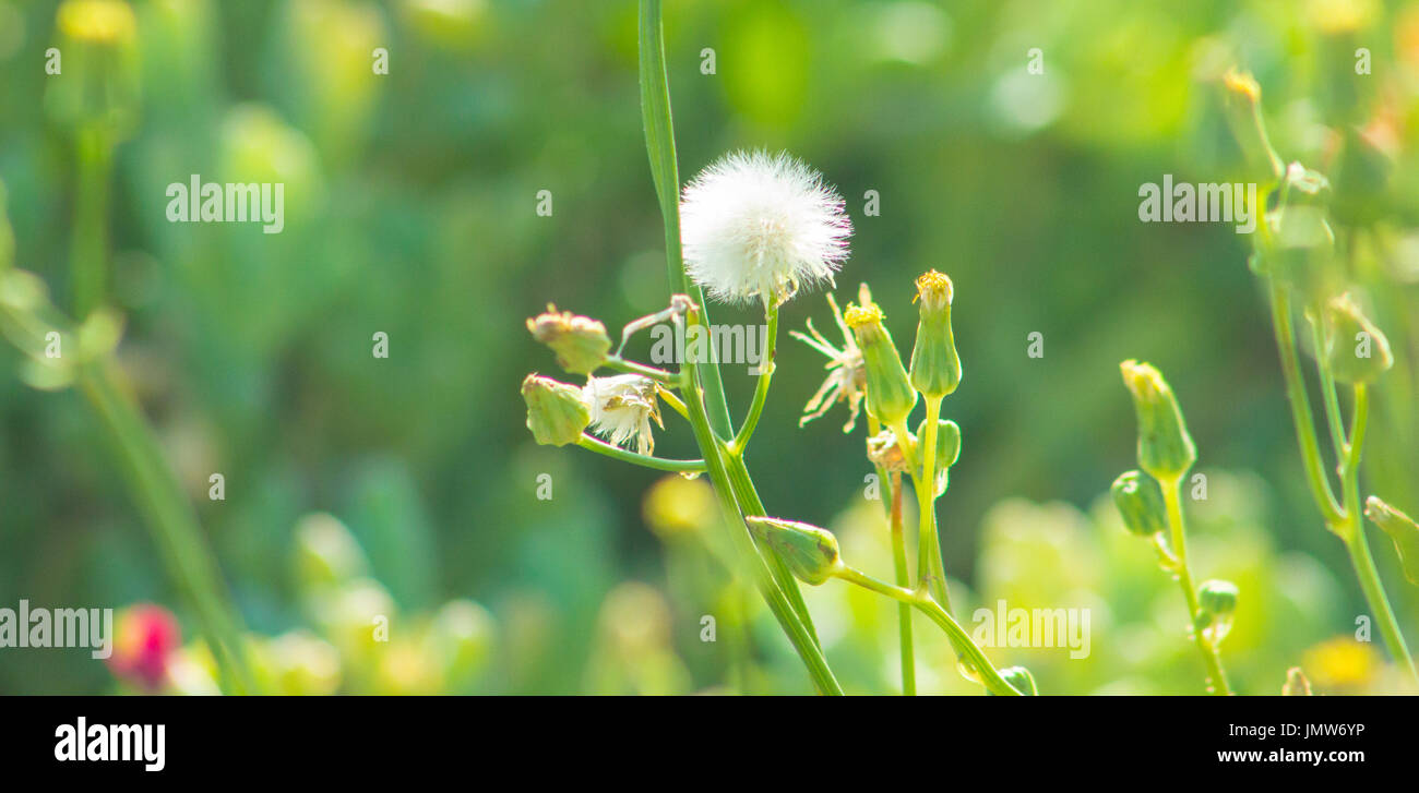 Beautiful Spring Flowers Blooming under the Sun, Different Types of ...