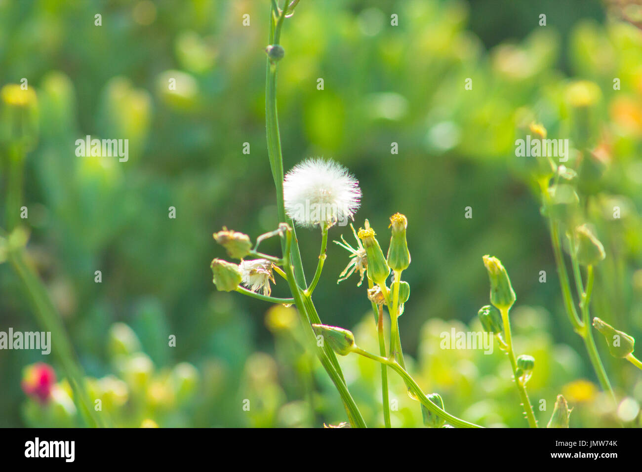 Beautiful Spring Flowers Blooming under the Sun, Different Types of ...