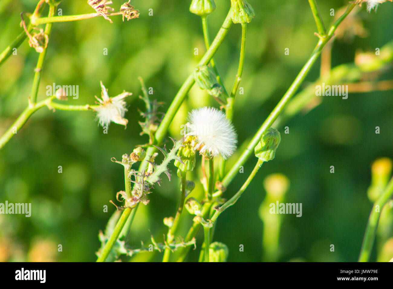 Beautiful Spring Flowers Blooming under the Sun, Different Types of ...