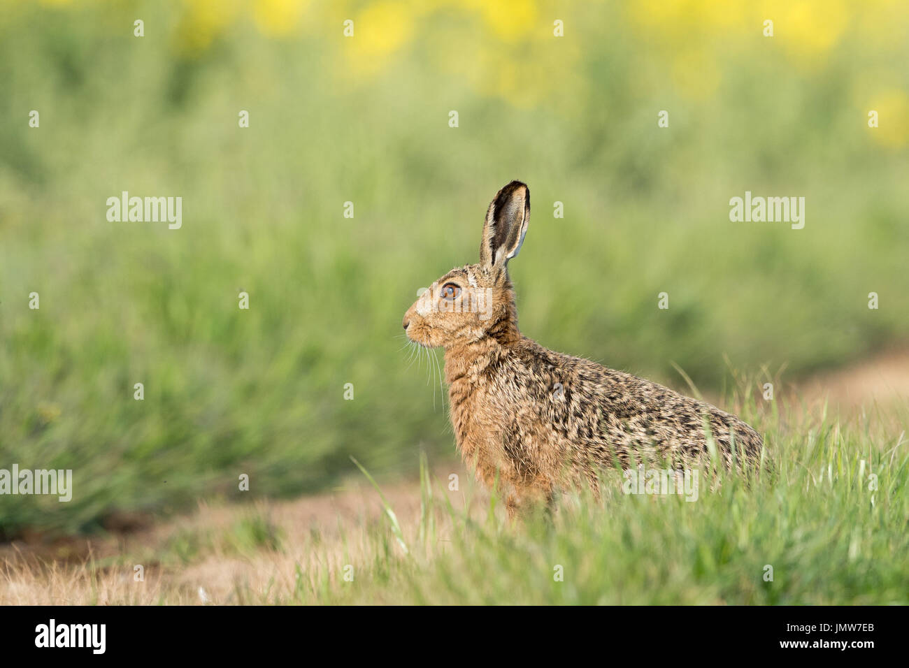 Brown Hare keeping a watchful eye... Taken in Suffolk, UK Stock Photo ...