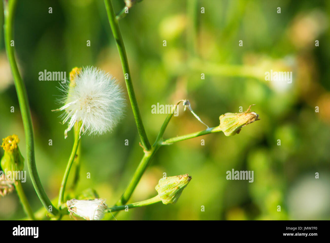 Beautiful Spring Flowers Blooming under the Sun, Different Types of ...