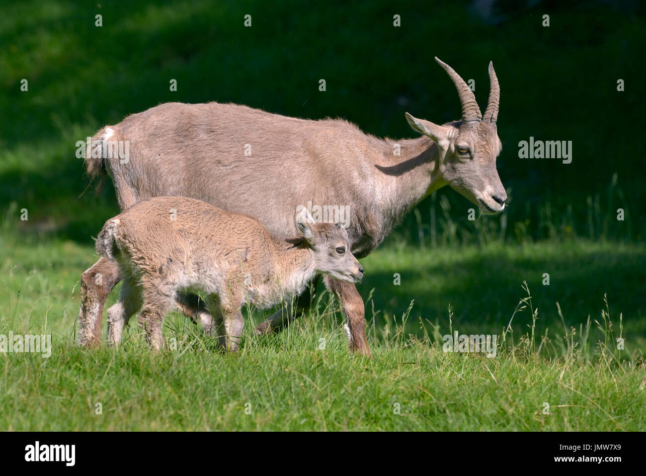 Profile female Alpine ibex (Capra ibex) and its kid in the mountains of ...