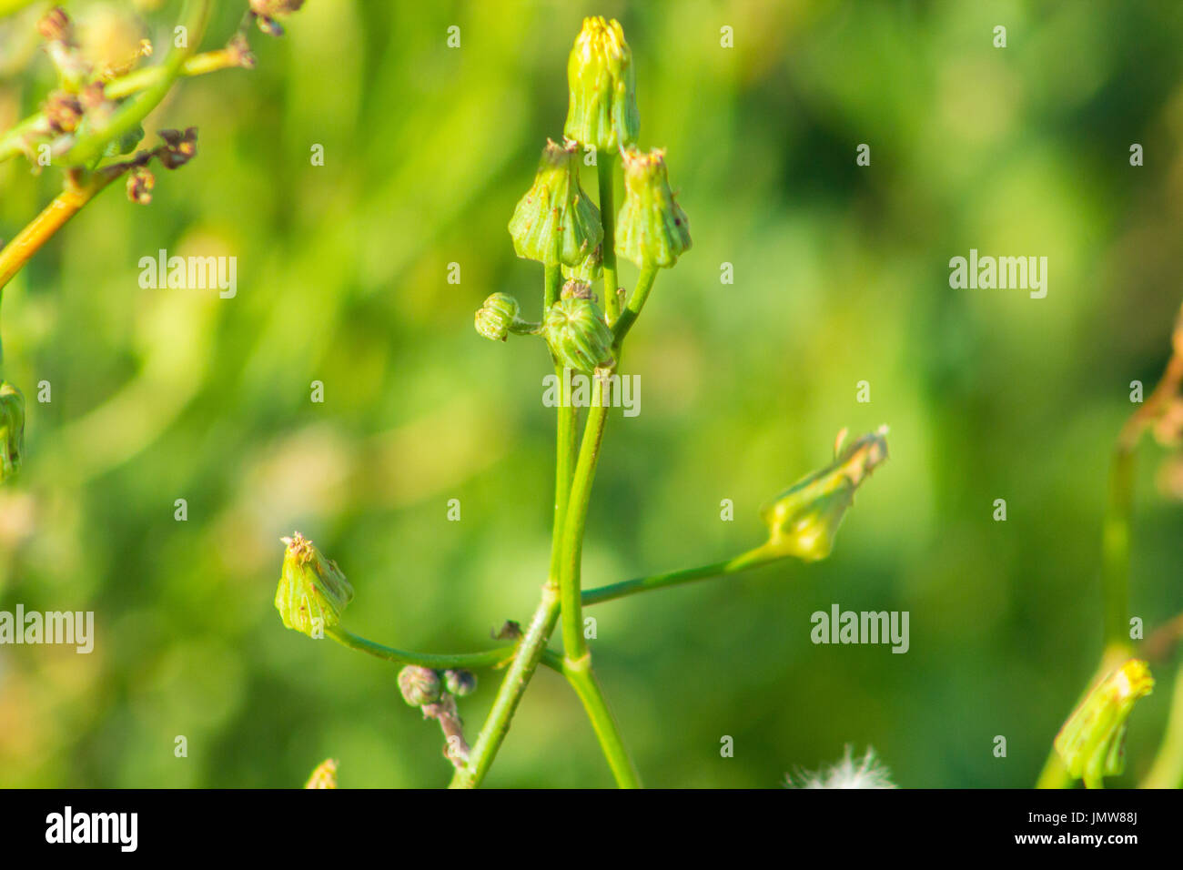 Beautiful Spring Flowers Blooming under the Sun, Different Types of ...