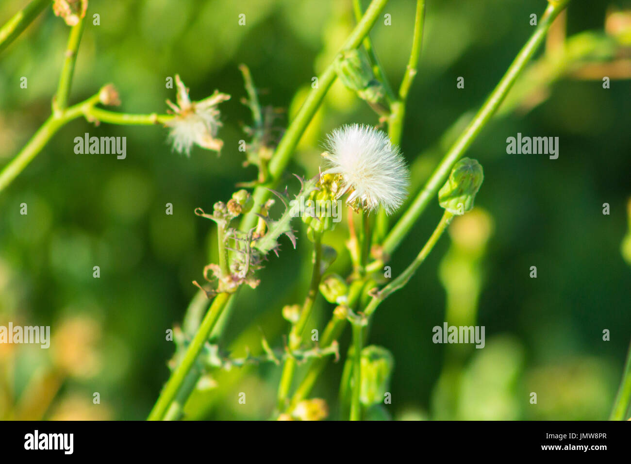 Beautiful Spring Flowers Blooming under the Sun, Different Types of ...