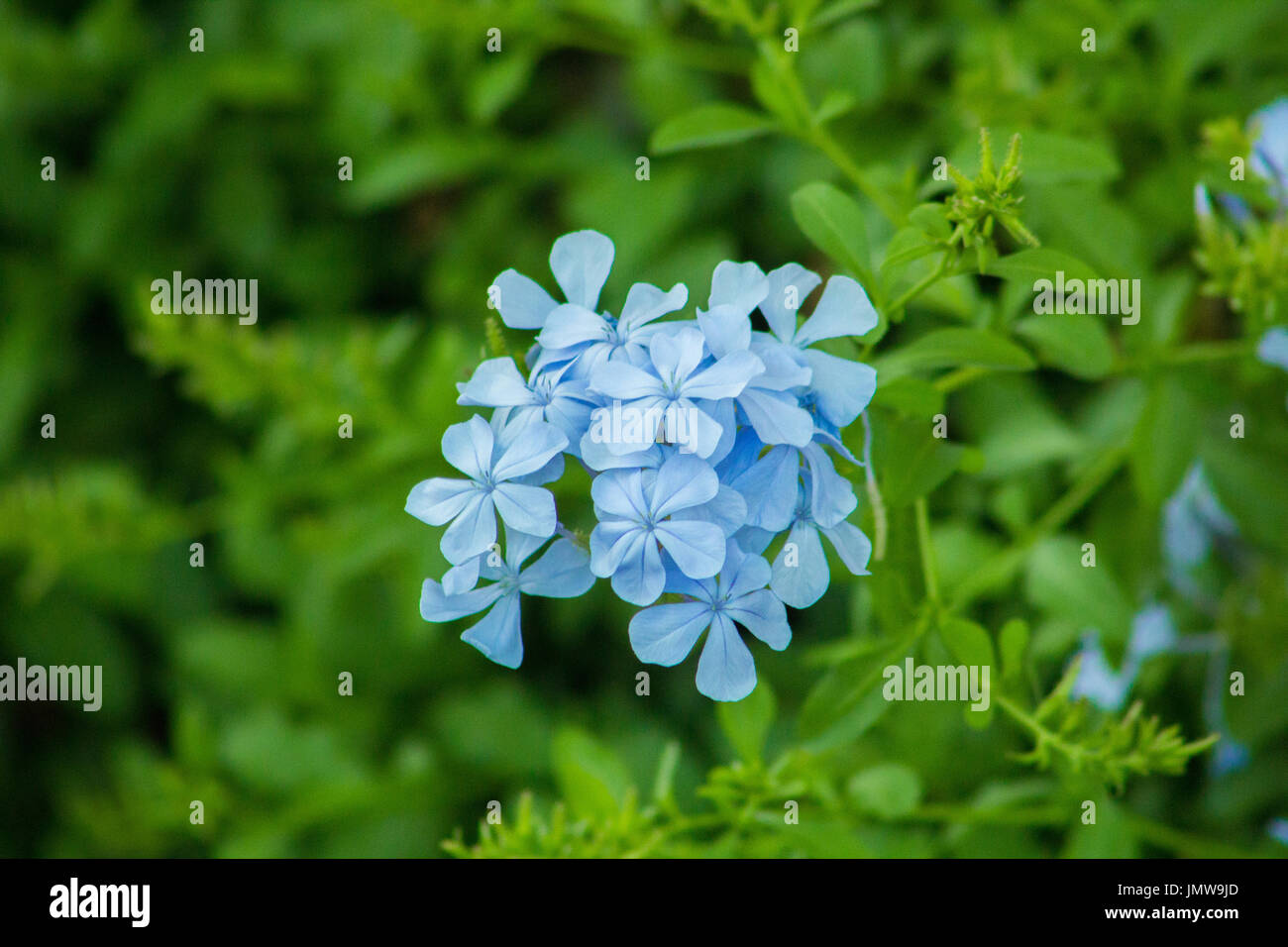 Beautiful Spring Flowers Blooming under the Sun, Different Types of ...