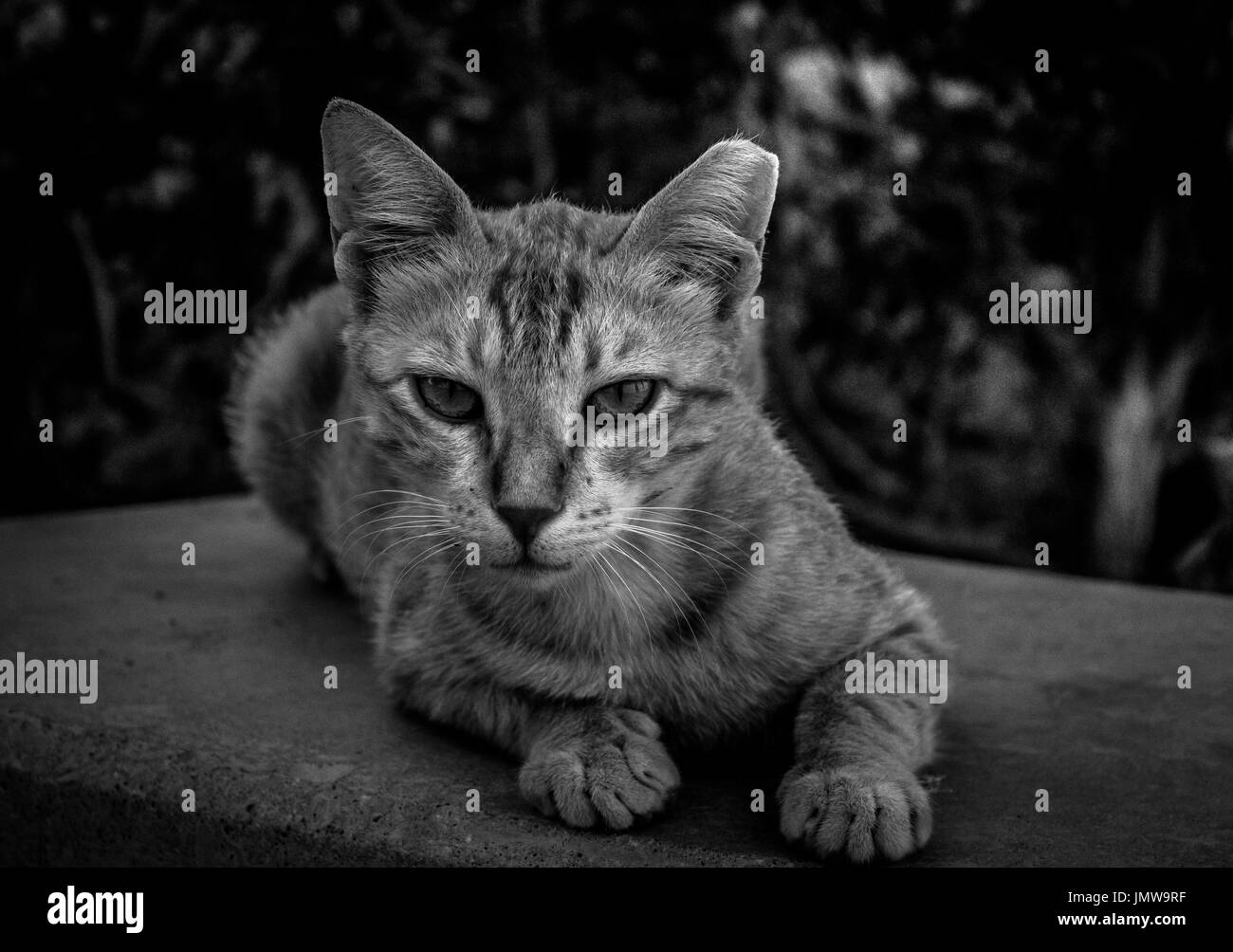 Kuwait street Black and White Stock Photos & Images - Alamy