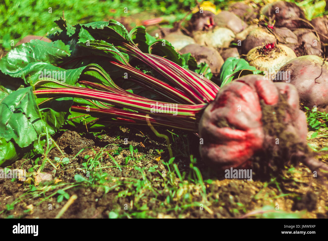 Fresh beet crop lies on the ground Stock Photo - Alamy