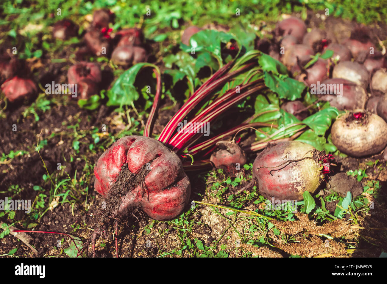 Fresh beet crop lies on the ground Stock Photo - Alamy