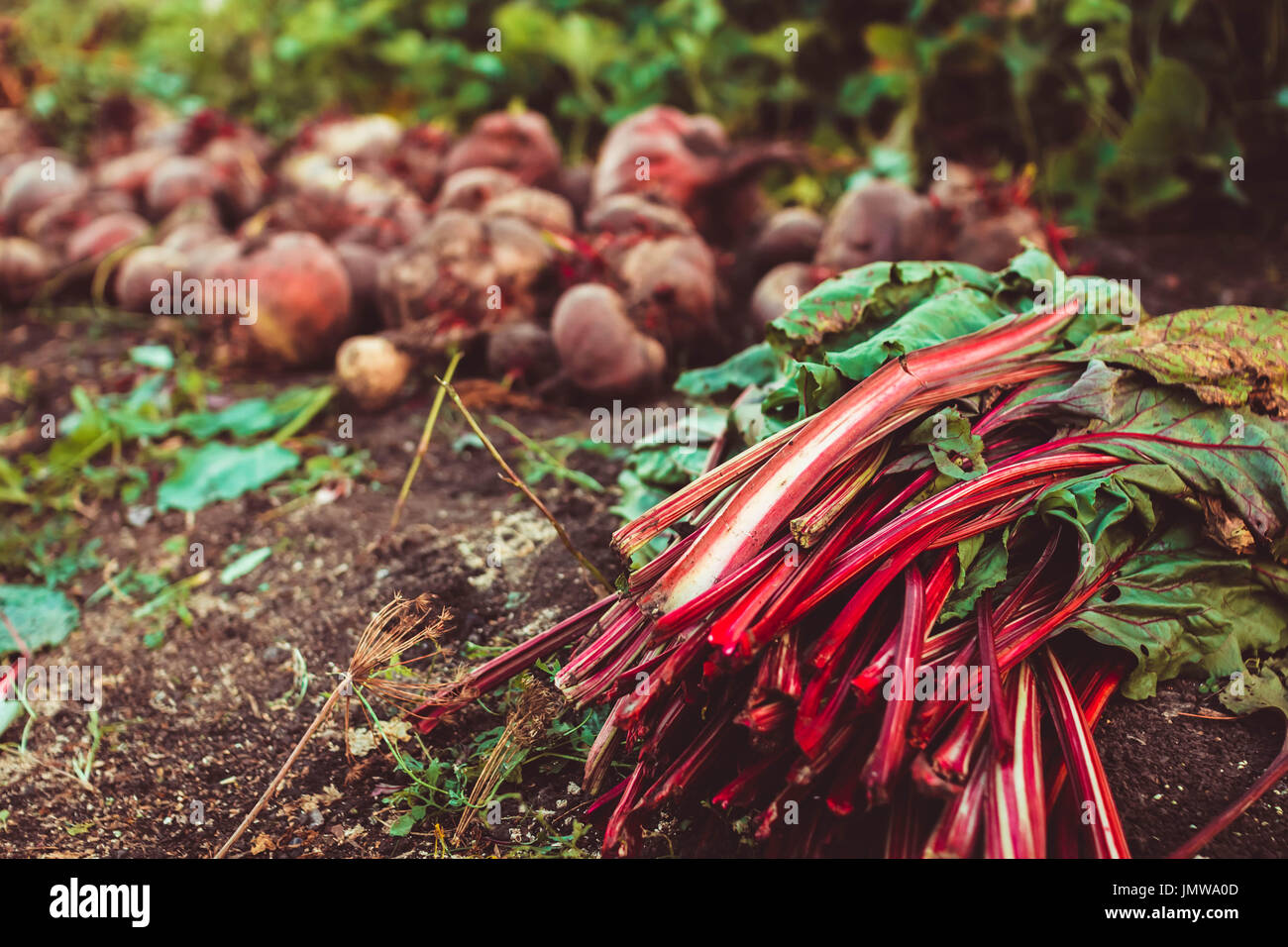 Fresh beet crop lies on the ground Stock Photo - Alamy