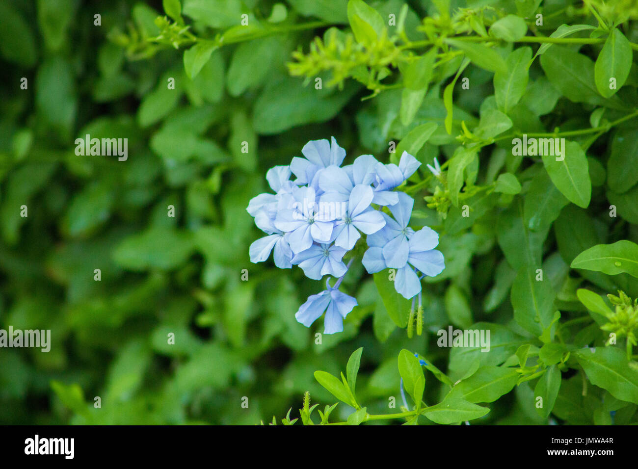 Beautiful Spring Flowers Blooming under the Sun, Different Types of ...