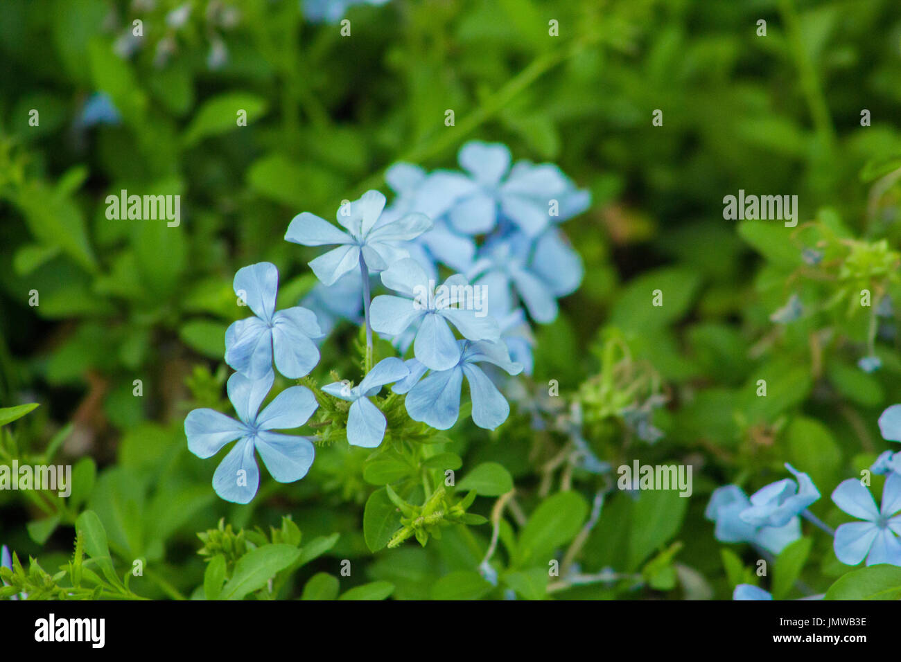 Beautiful Spring Flowers Blooming under the Sun, Different Types of ...