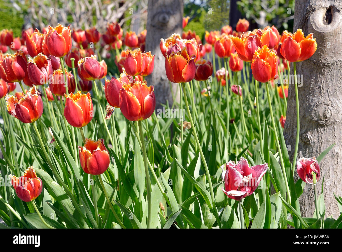 Branches of tulip tree hi-res stock photography and images - Alamy