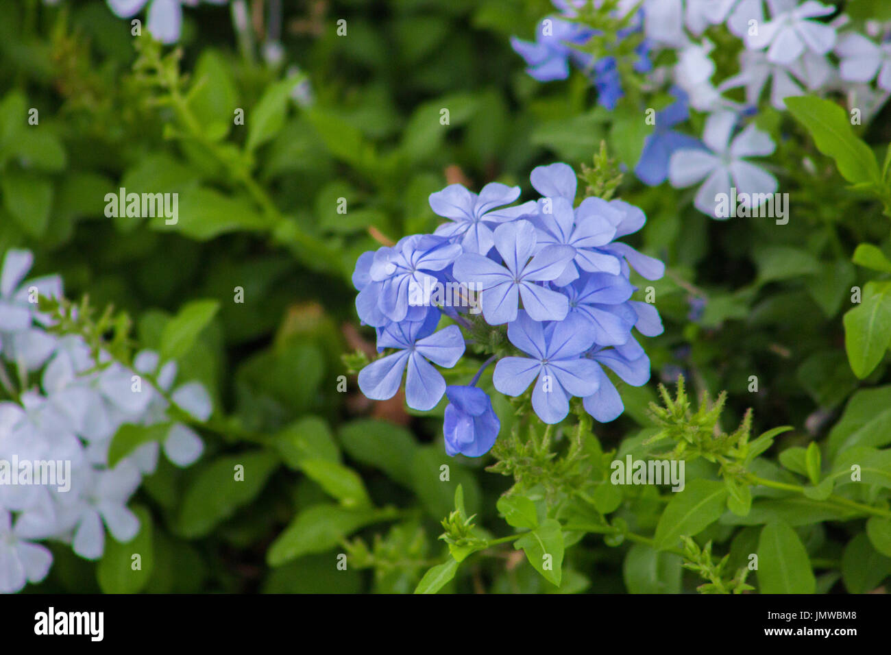 Beautiful Spring Flowers Blooming under the Sun, Different Types of ...