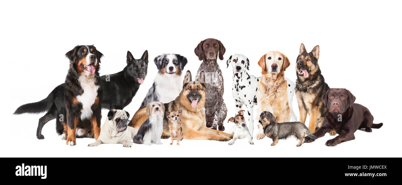 Dog breeds many hi-res stock photography and images - Alamy