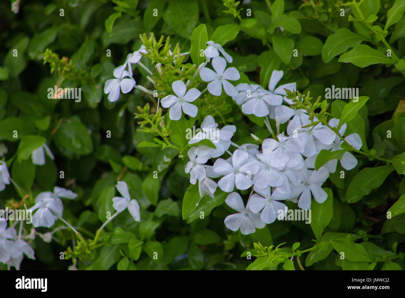 Beautiful Spring Flowers Blooming under the Sun, Different Types of ...