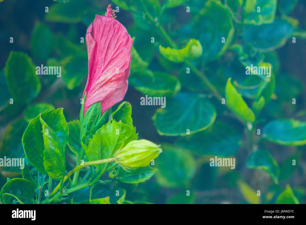 Beautiful Spring Flowers Blooming under the Sun, Different Types of ...
