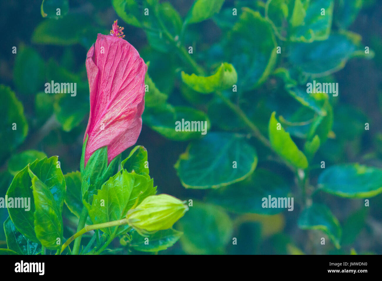 Beautiful Spring Flowers Blooming under the Sun, Different Types of ...