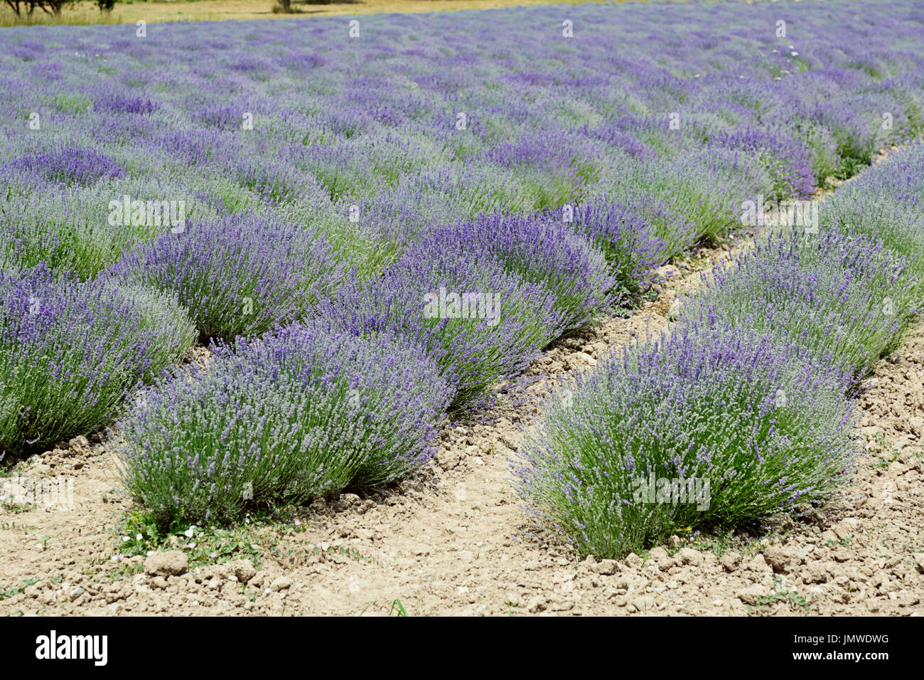 Lavender flowers blooming fields in mid-summer, sunny day, Italy ...
