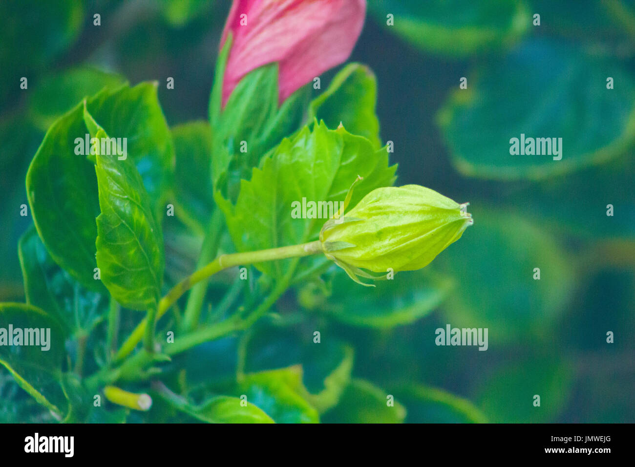 Beautiful Spring Flowers Blooming under the Sun, Different Types of ...