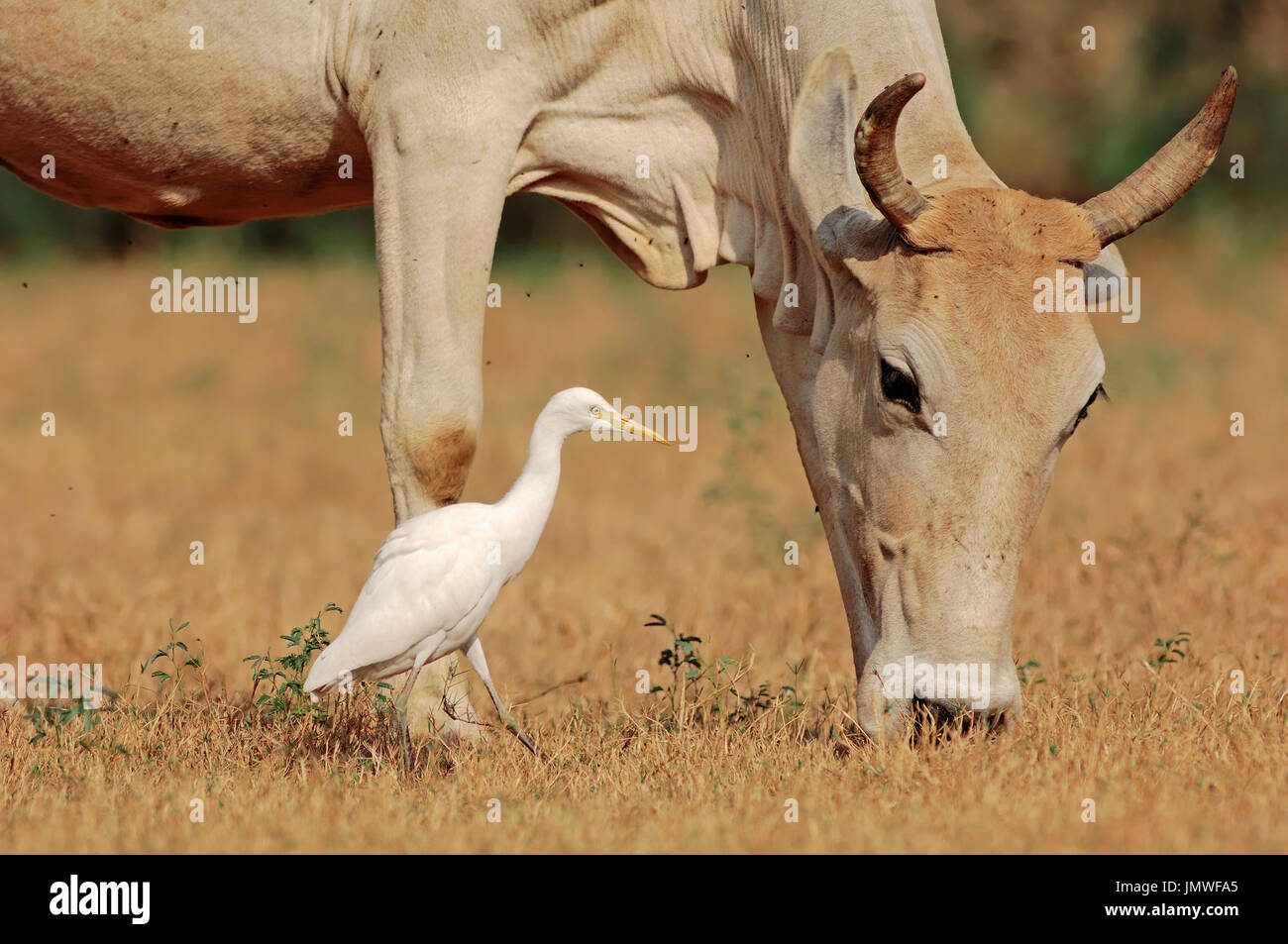 Zebu cattle and Cattle Egret, Rajasthan, India / (Bos primigenius ...