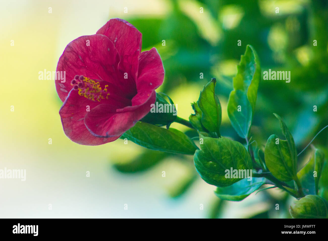 Beautiful Spring Flowers Blooming under the Sun, Different Types of ...