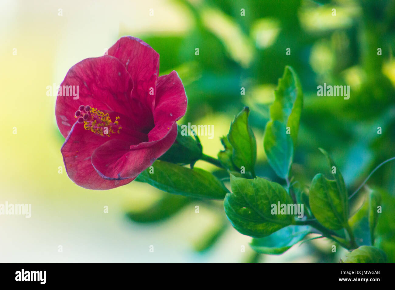 Beautiful Spring Flowers Blooming under the Sun, Different Types of ...