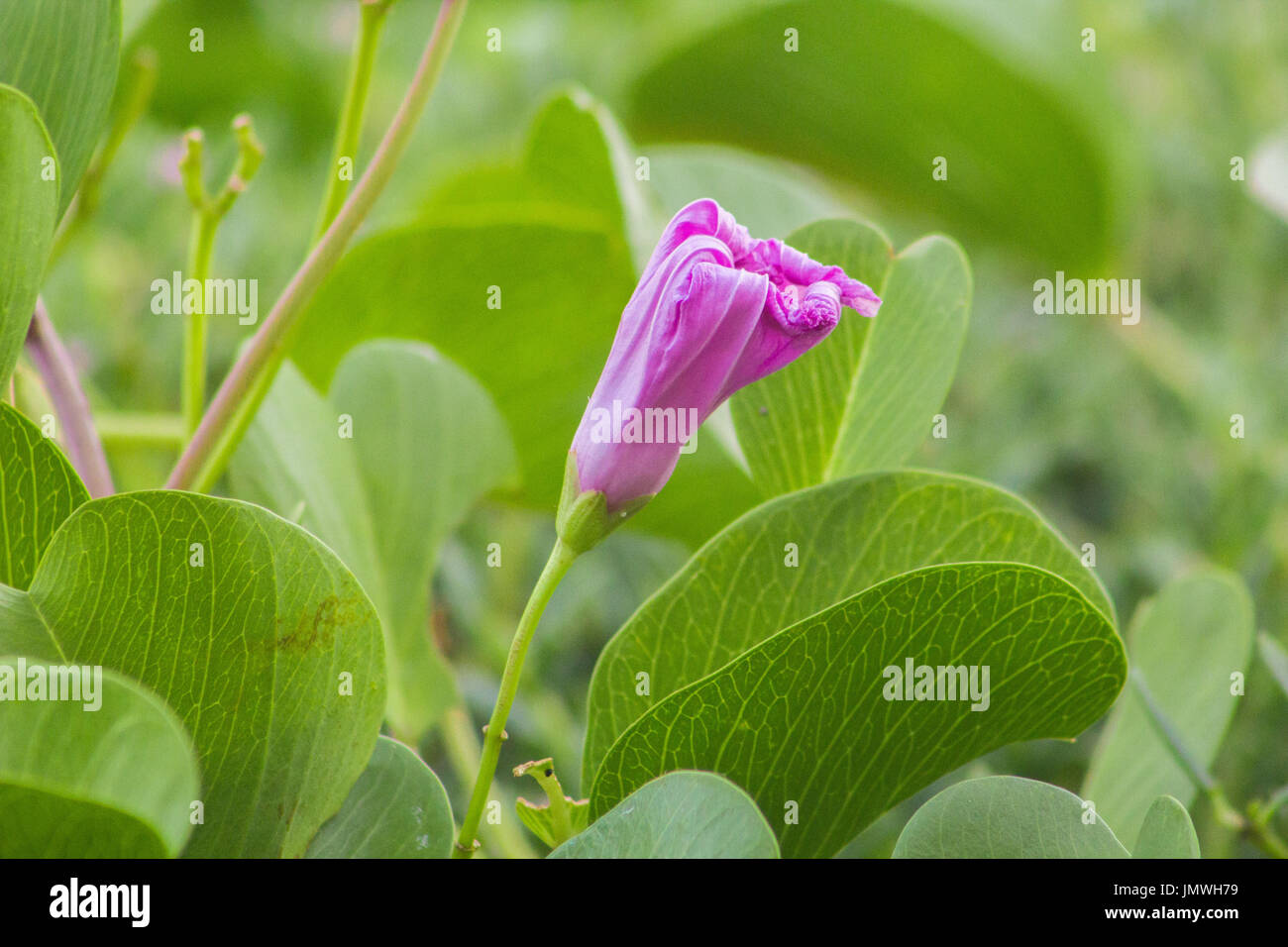 Beautiful Spring Flowers Blooming under the Sun, Different Types of ...