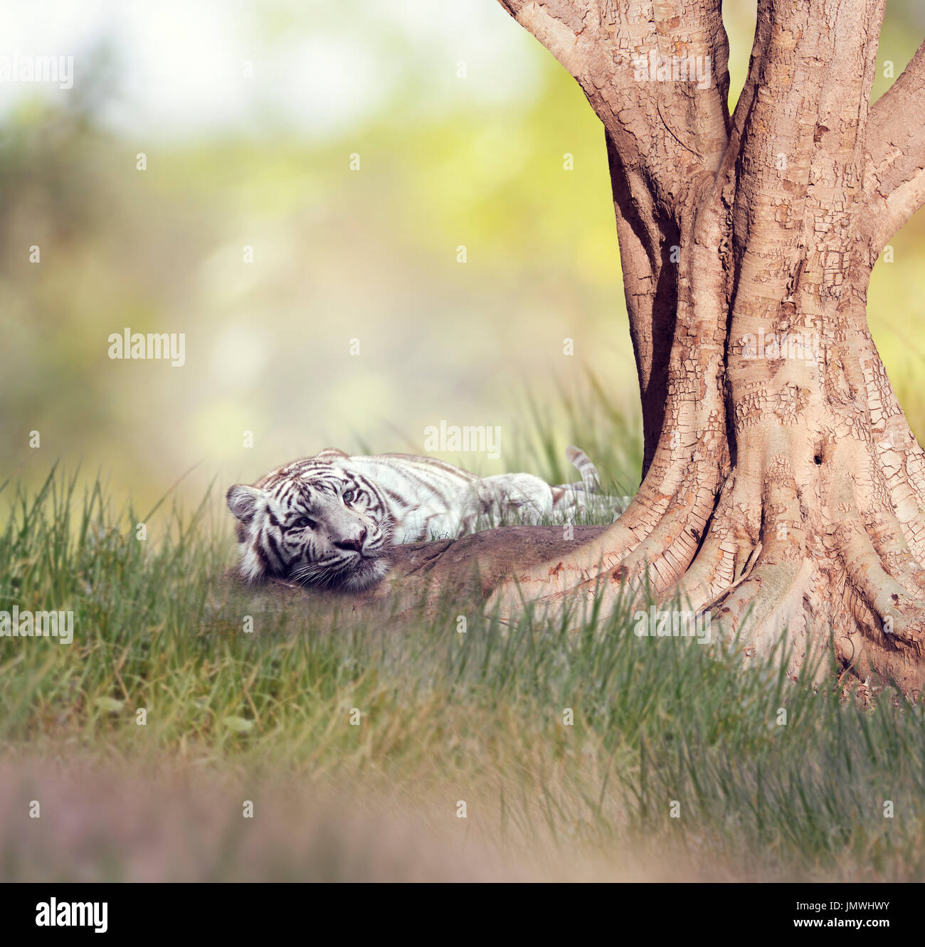 White tiger resting under a big tree Stock Photo - Alamy