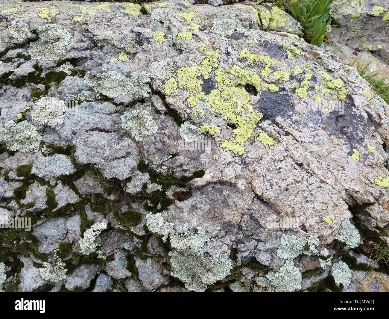Lichen on Alpine Rock Stock Photo - Alamy