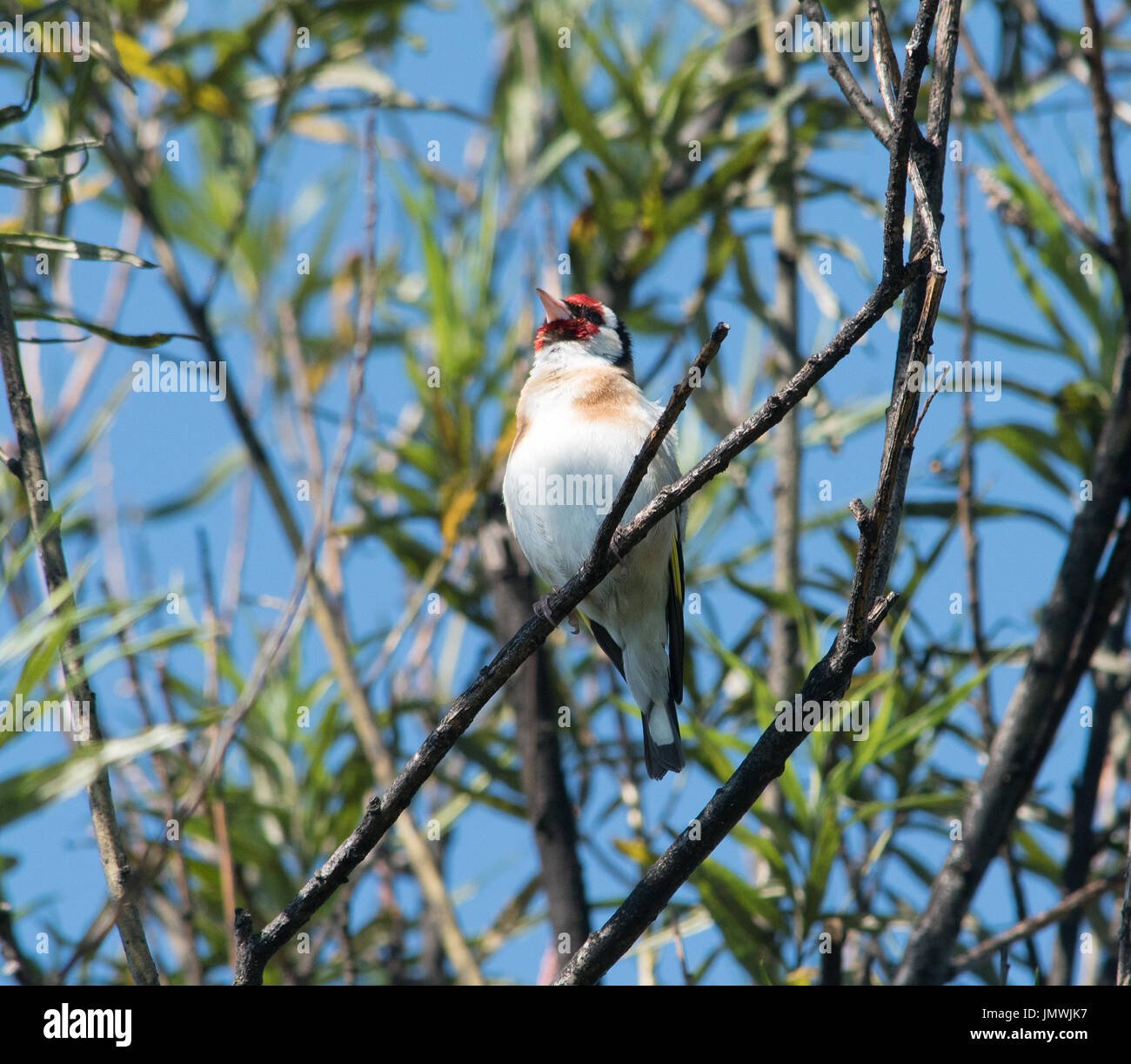 Welsh garden birds hi-res stock photography and images - Alamy