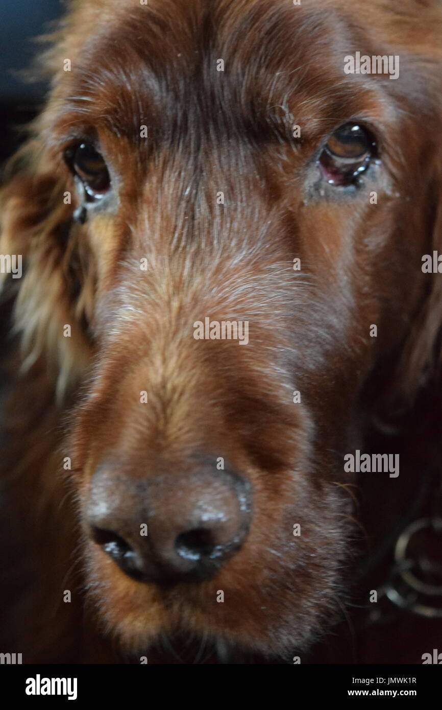 Irish Setter Portrait Stock Photo - Alamy