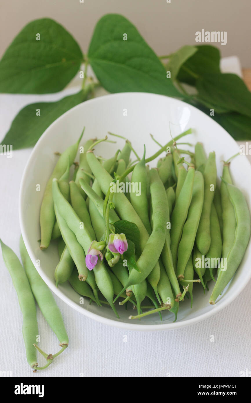 Pods of beans with flowers and leaves Stock Photo - Alamy