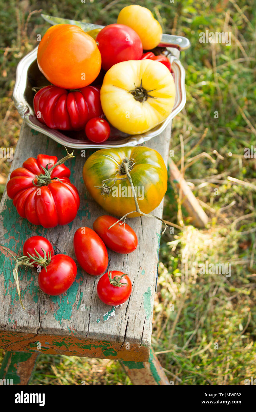 Assorted varieties of ripe fresh tomato in different shapes and bright ...