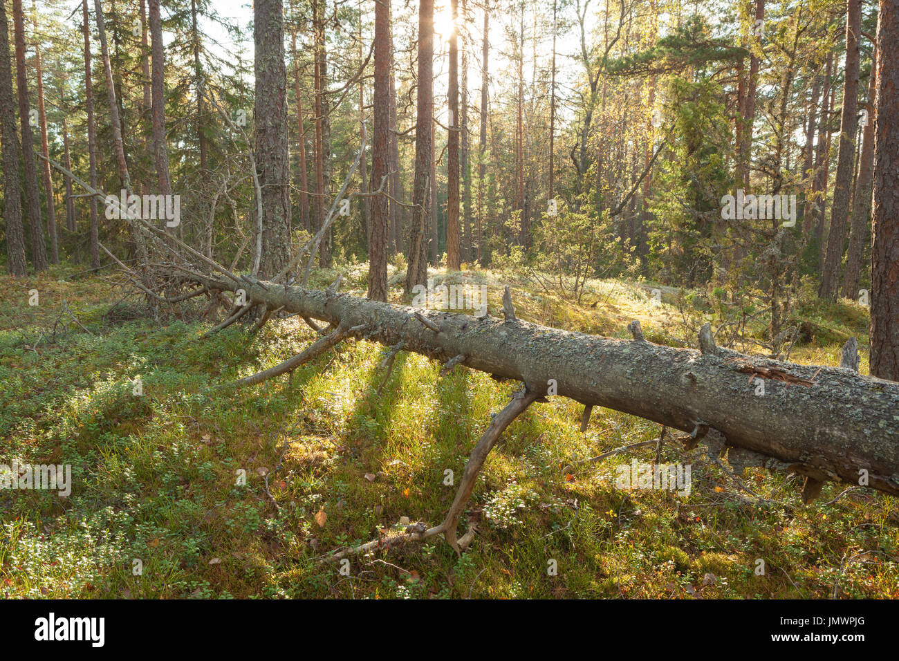 Fallen tree decay in forest Stock Photo - Alamy
